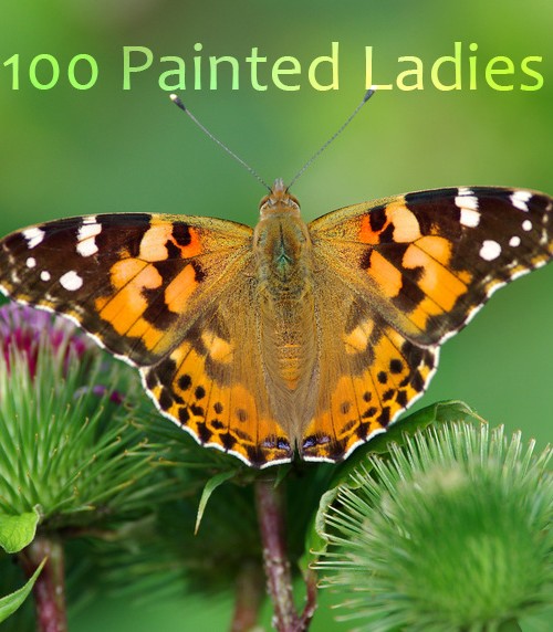Wedding Butterfly Release Package #3 - Clearwater Butterfly