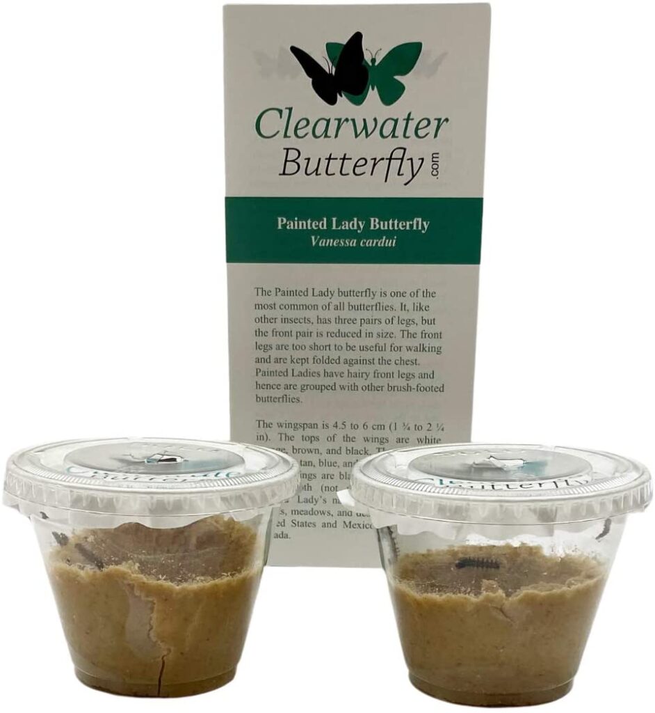 10 Live Caterpillars to Grow Painted Lady Butterflies Kit - Clearwater ...