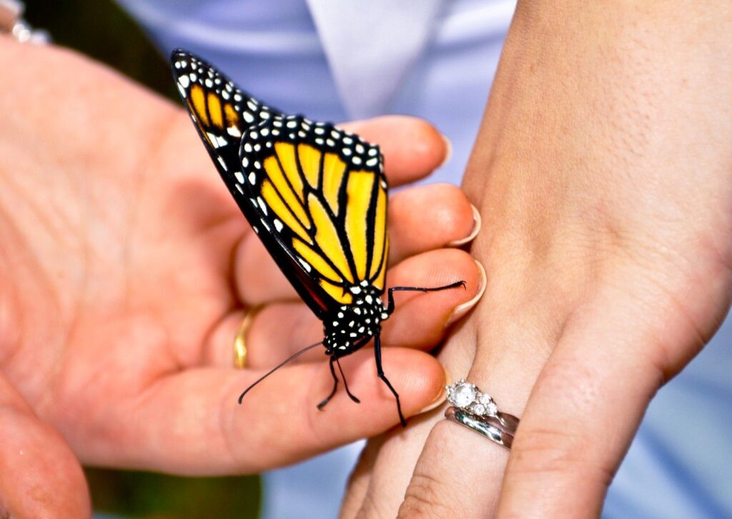 Planning a Florida Butterfly Wedding Release? Here's What You Need To ...