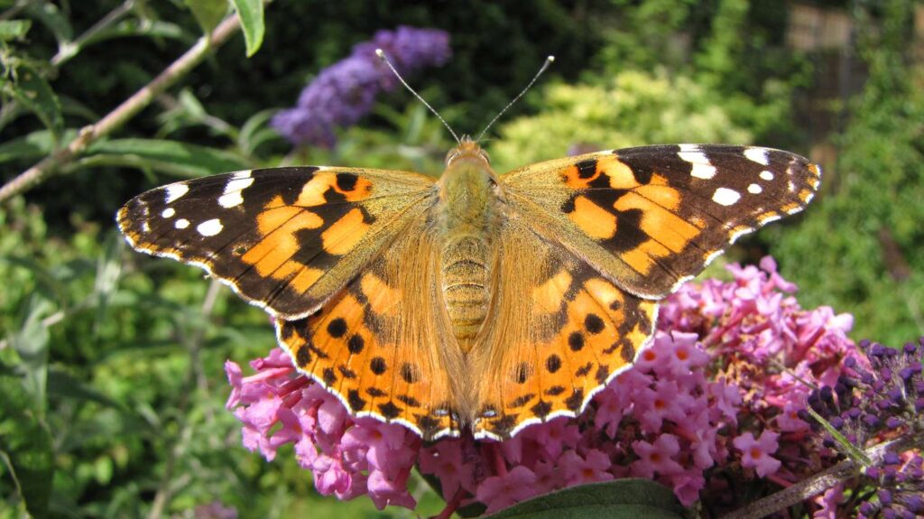 What is the Best Weather to Release Butterflies? - Wedding Butterfly ...