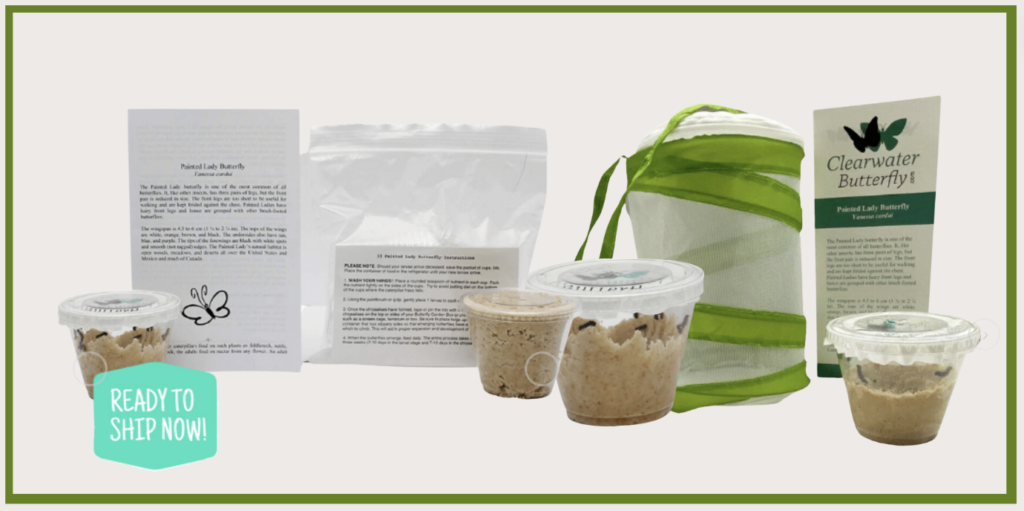 What is a Butterfly Grow Kit? - Wedding Butterfly Releases