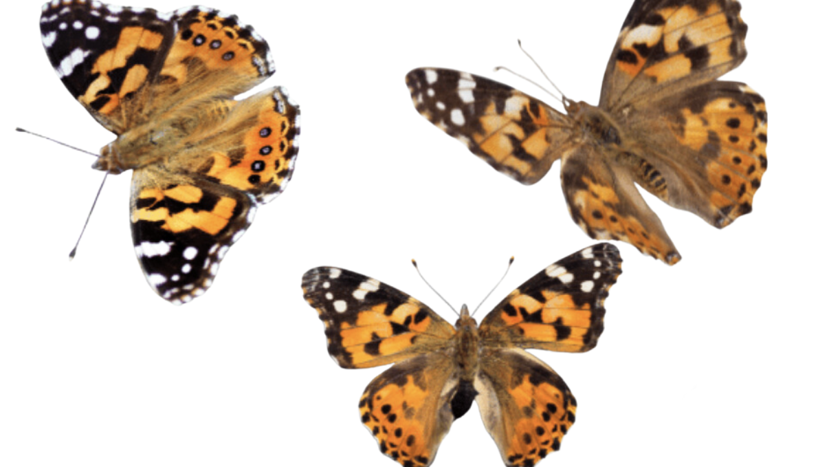 Choosing the Right Butterflies for Your Release Event - Wedding ...