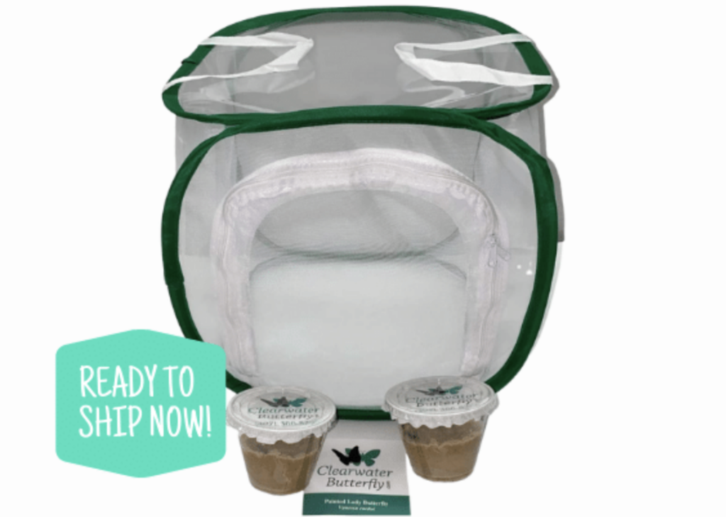 Back-to-School with Butterfly Grow Kits - Wedding Butterfly Releases