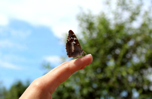 What are Butterfly Release Regulations? - Wedding Butterfly Releases